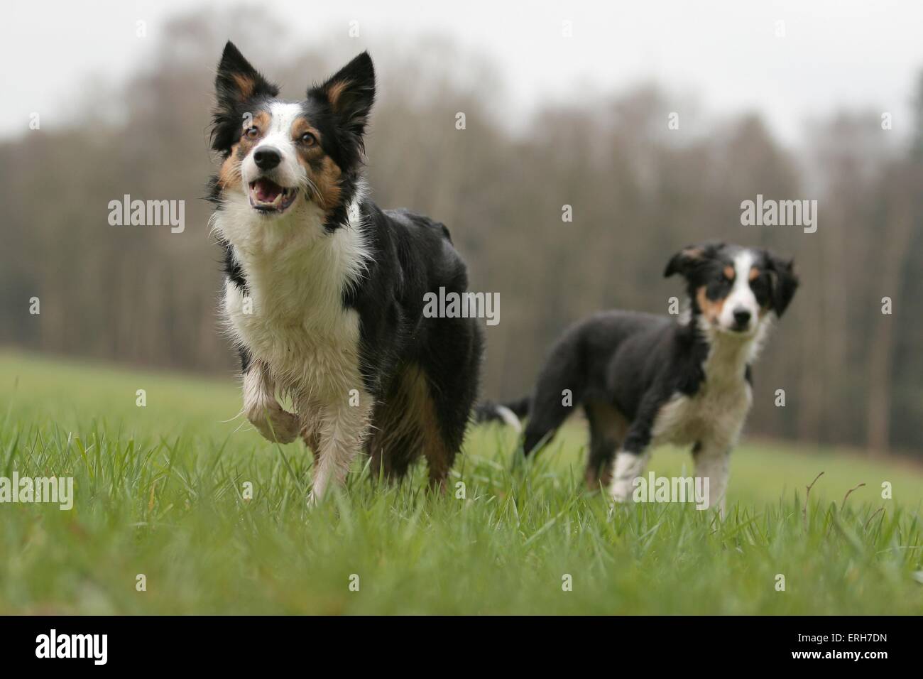 Border collie adult puppy hi-res stock photography and images - Alamy