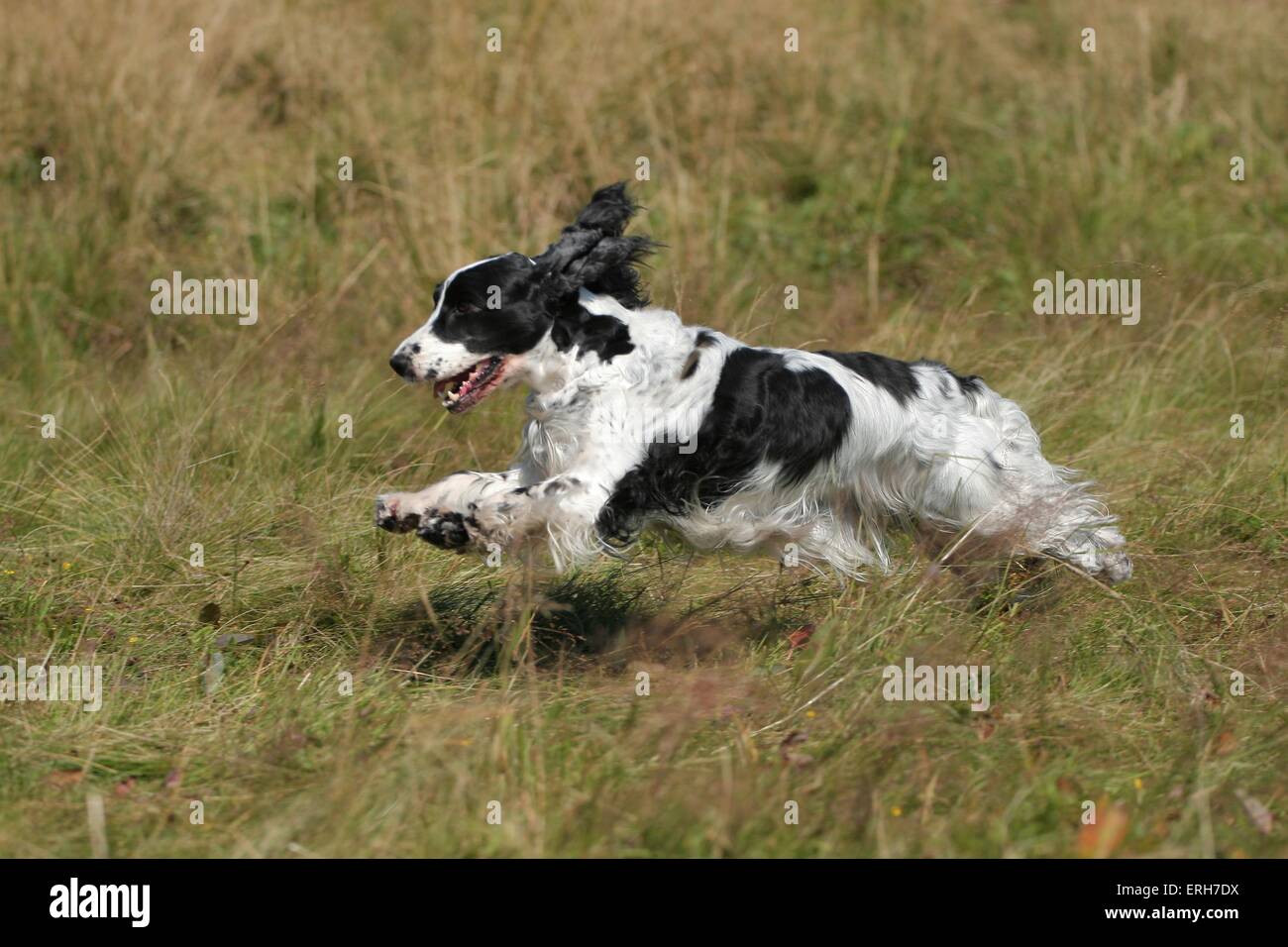 running English Cocker Spaniel Stock Photo - Alamy