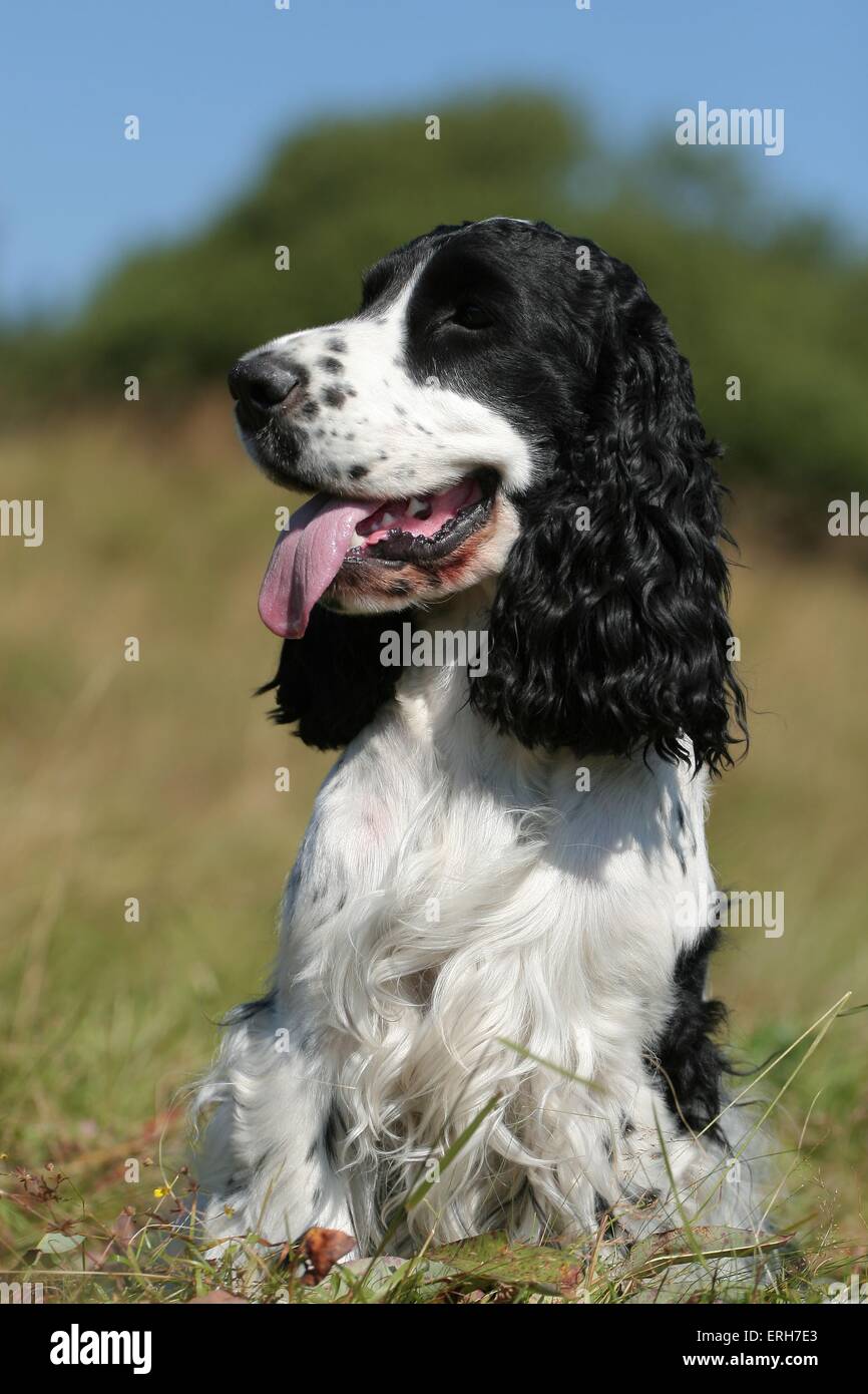 sitting English Cocker Spaniel Stock Photo - Alamy