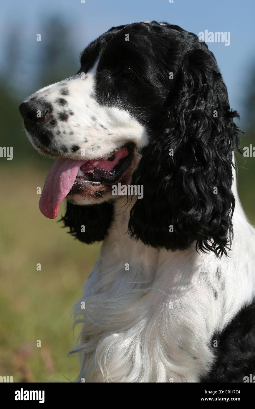 English Cocker Spaniel Portrait Stock Photo - Alamy