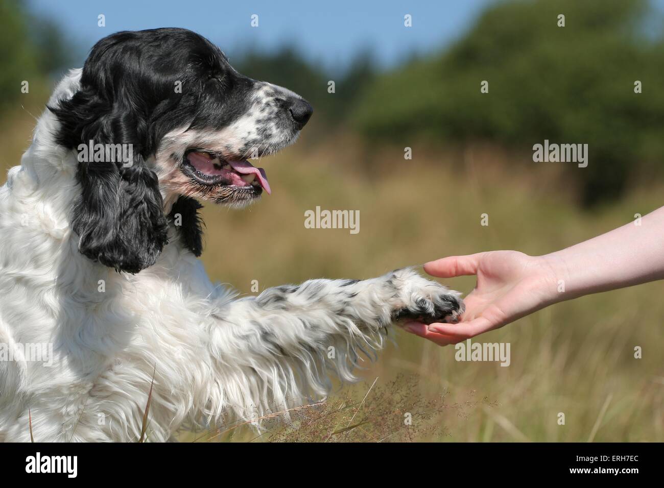 English Cocker Spaniel gives paw Stock Photo - Alamy