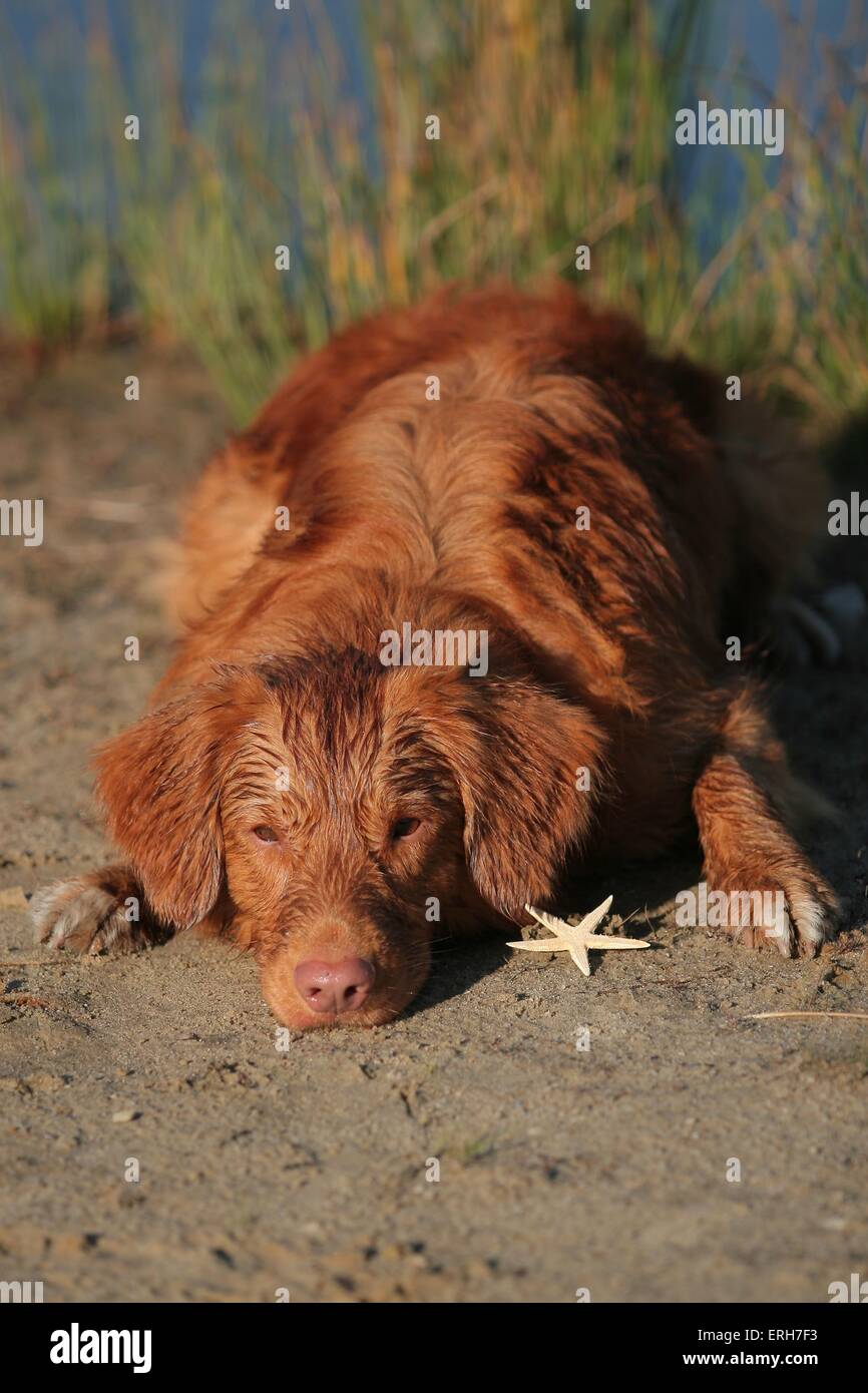 Toller down hi-res stock photography and images - Alamy