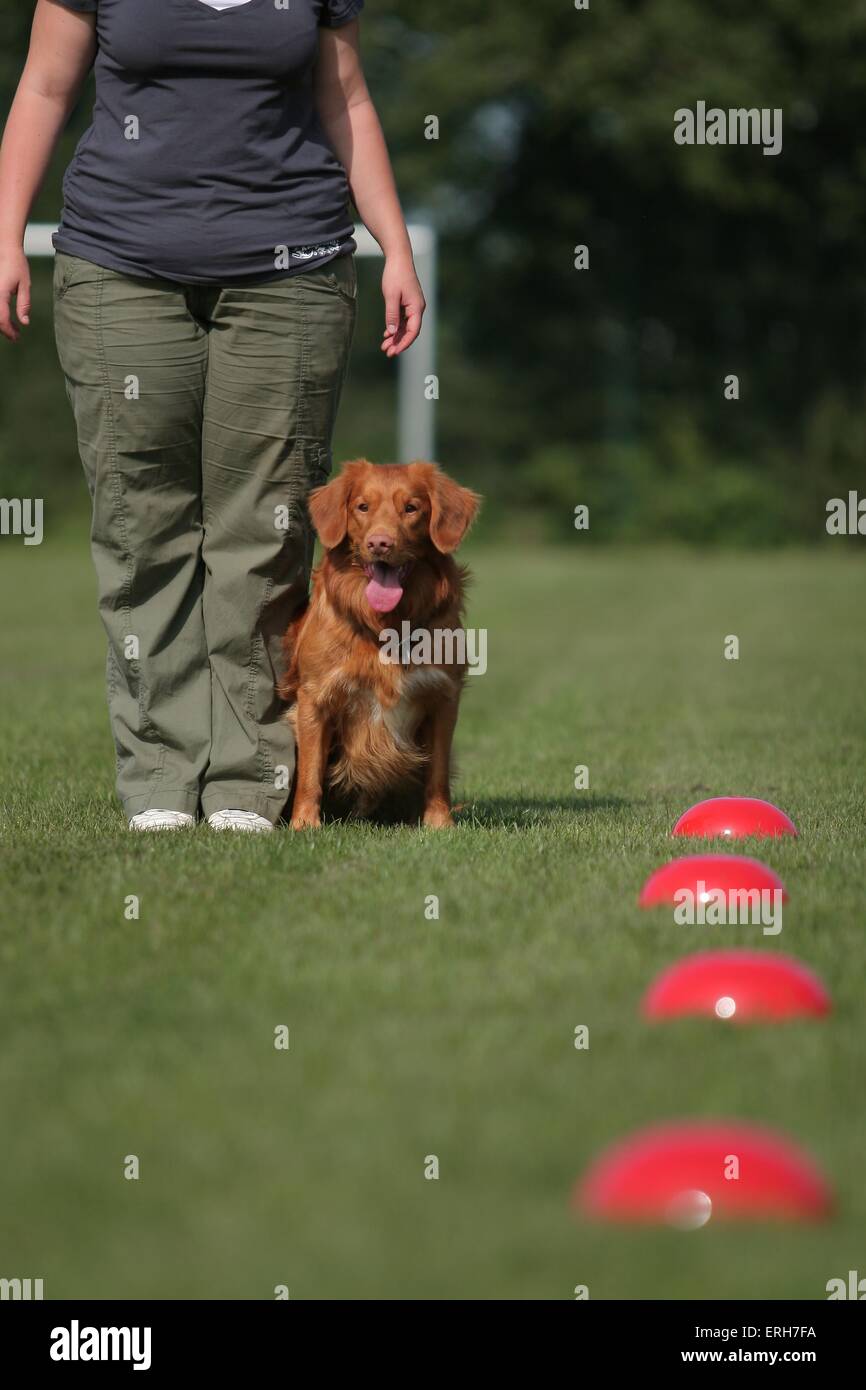 Toller at Obedience Stock Photo - Alamy