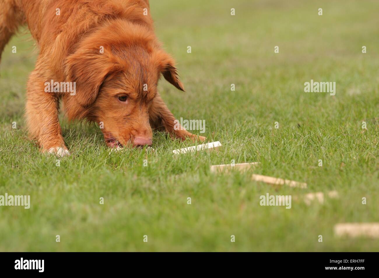 Toller at Obedience Stock Photo - Alamy