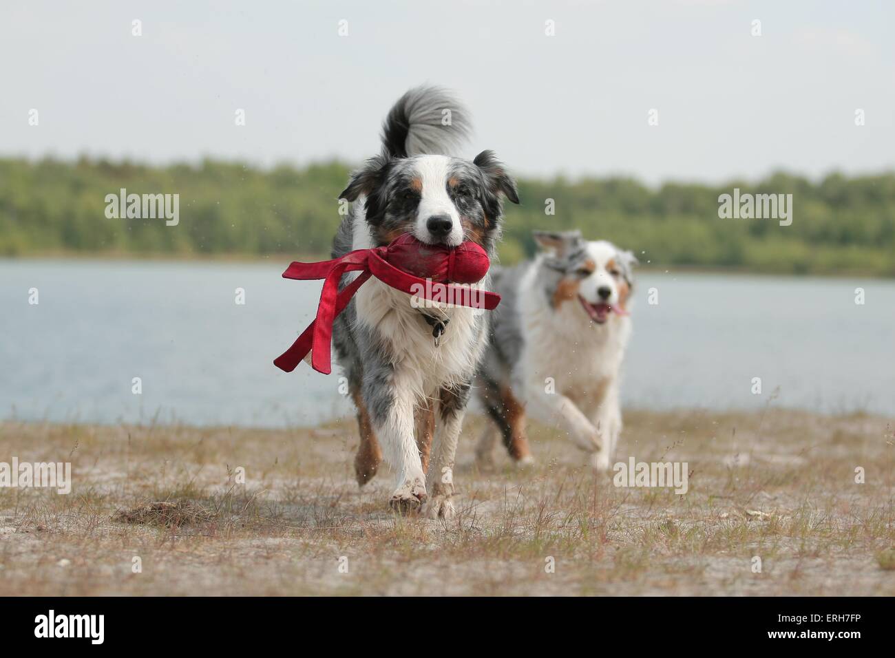 playing Australian Shepherds Stock Photo - Alamy