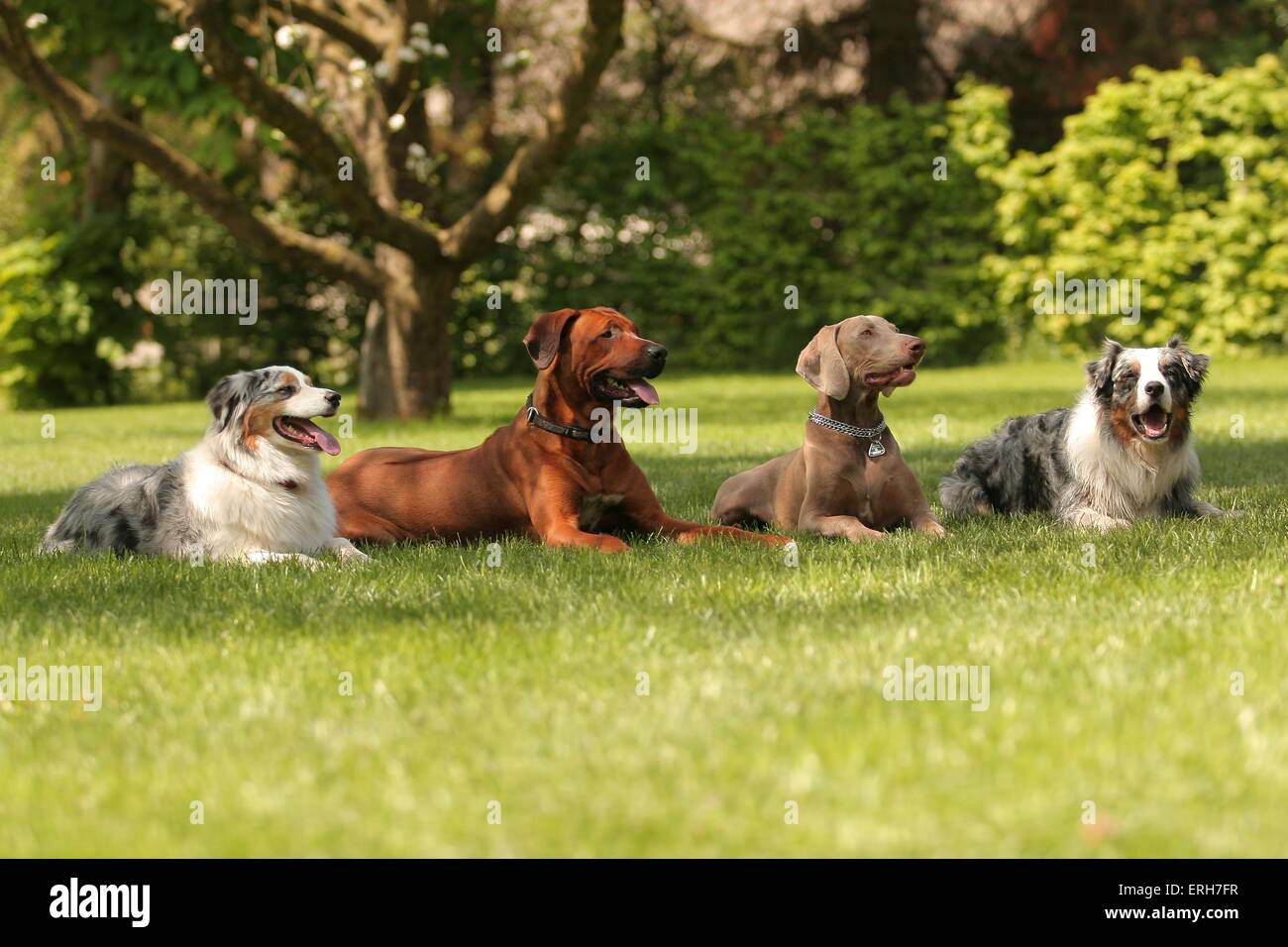 4 sheepdogs hi-res stock photography and images - Alamy