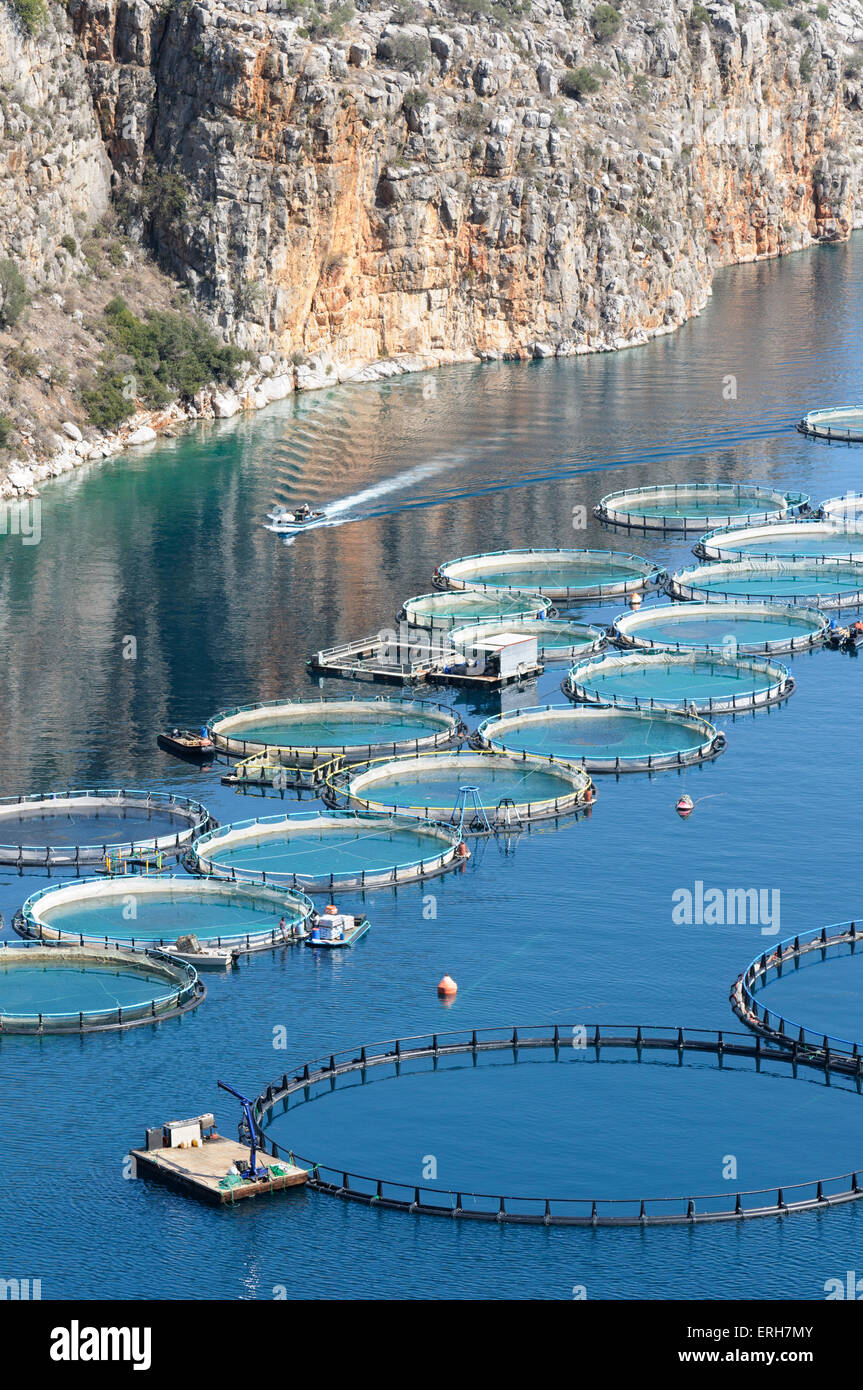 Offshore Sea bream and bass fish farming, Greece Stock Photo - Alamy