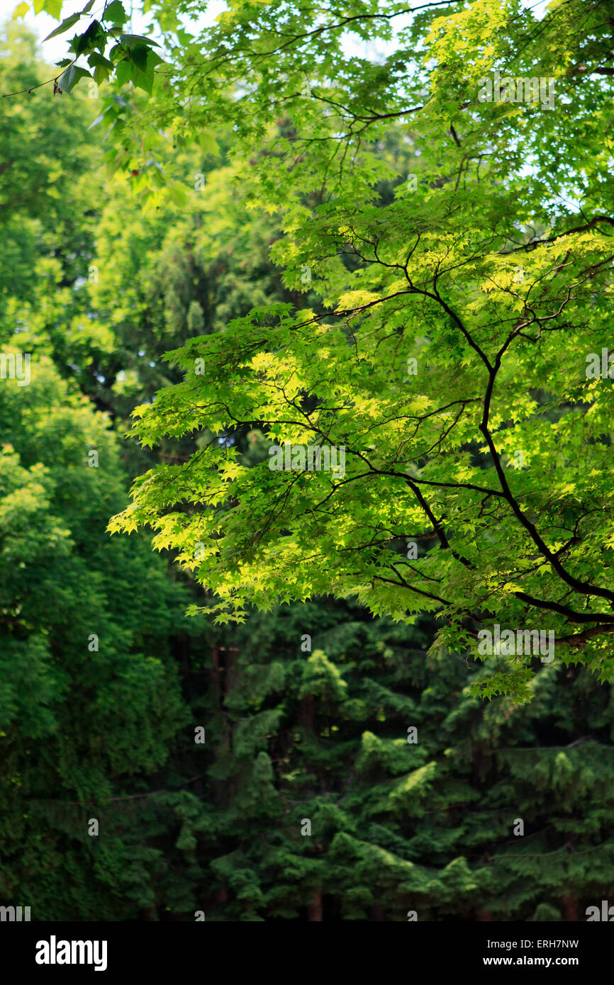 Sapporo spring hi-res stock photography and images - Alamy