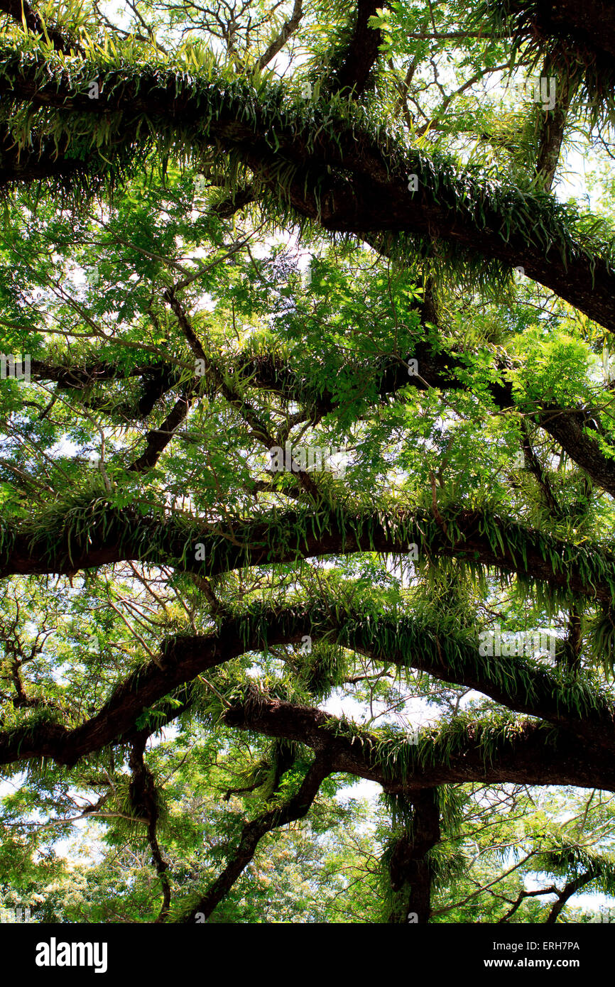 Thick branches and leaves of giant trees in the Sugarworld Gardens Park ...
