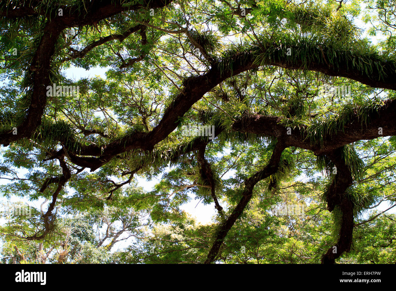 A large tree in the Edmonton Sugarworld Gardens, Cairns, far north ...