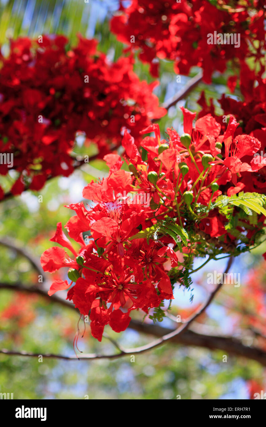 A bright red Flame Tree or Poinciana (Delonix regia) in the suburbs of ...