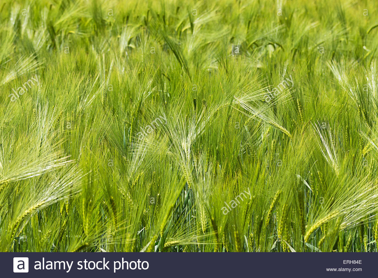 Arable crop Stock Photo, Royalty Free Image: 83358142 - Alamy