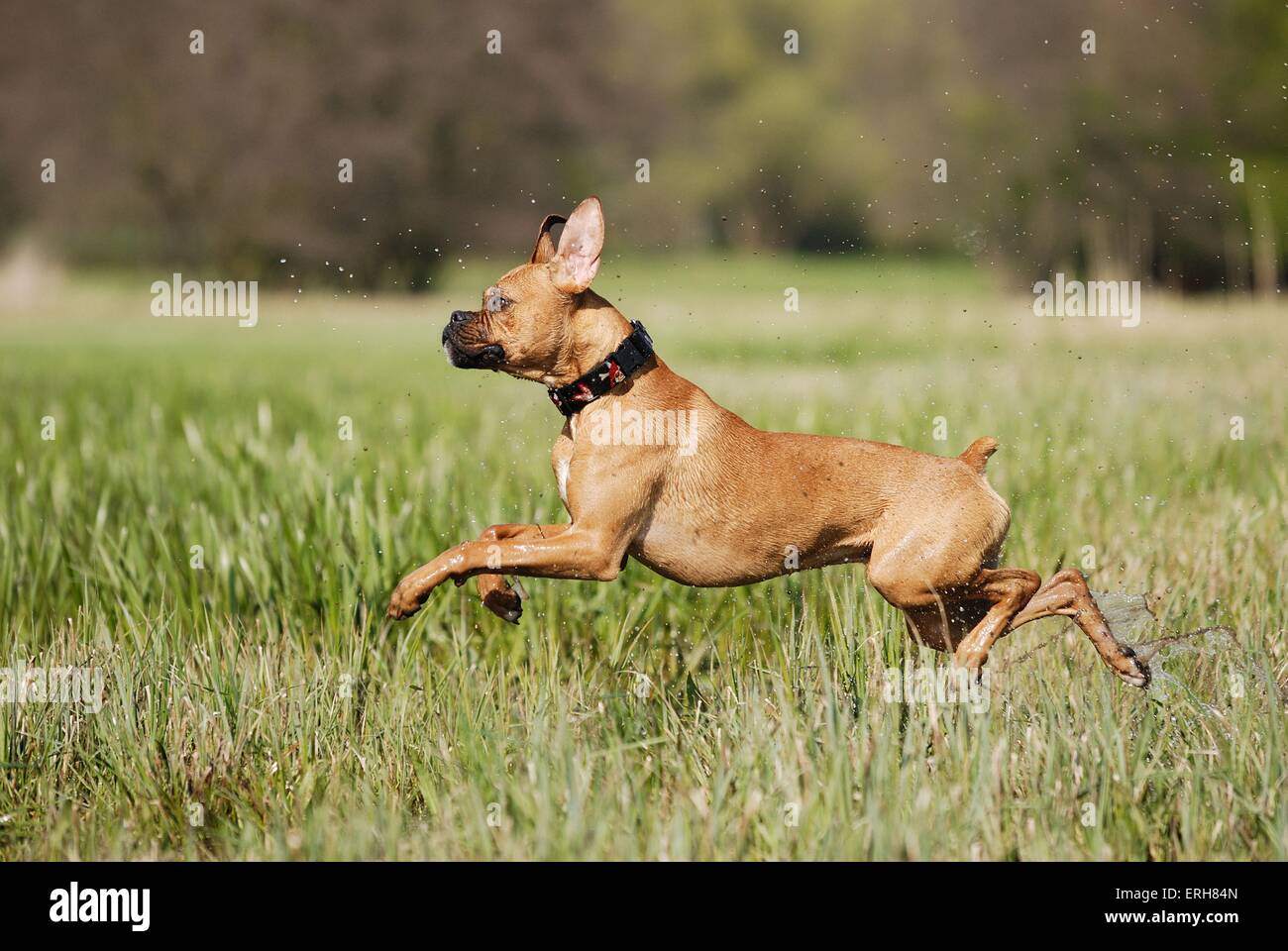 jumping German Boxer Stock Photo - Alamy