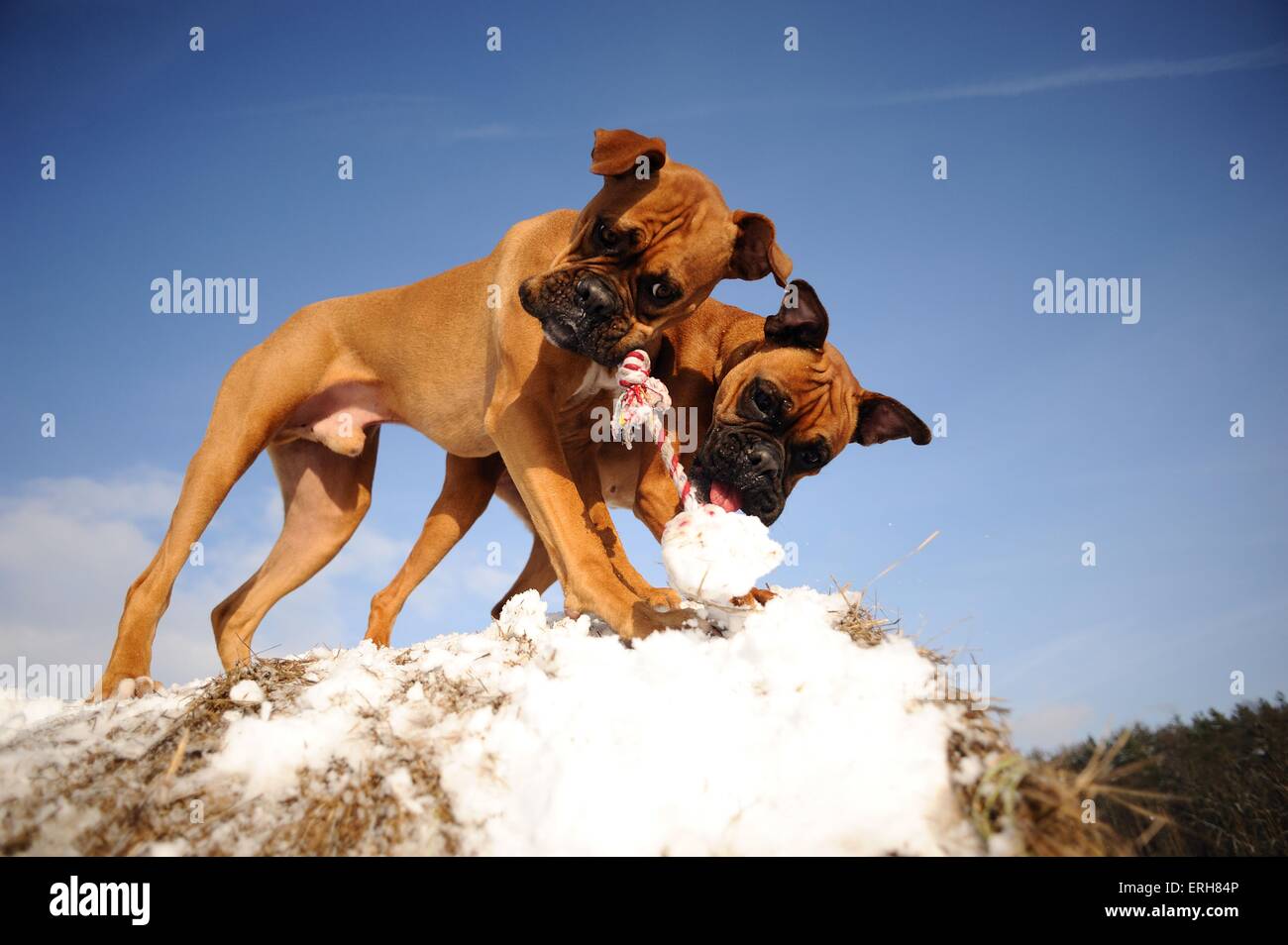 playing German Boxer Stock Photo - Alamy