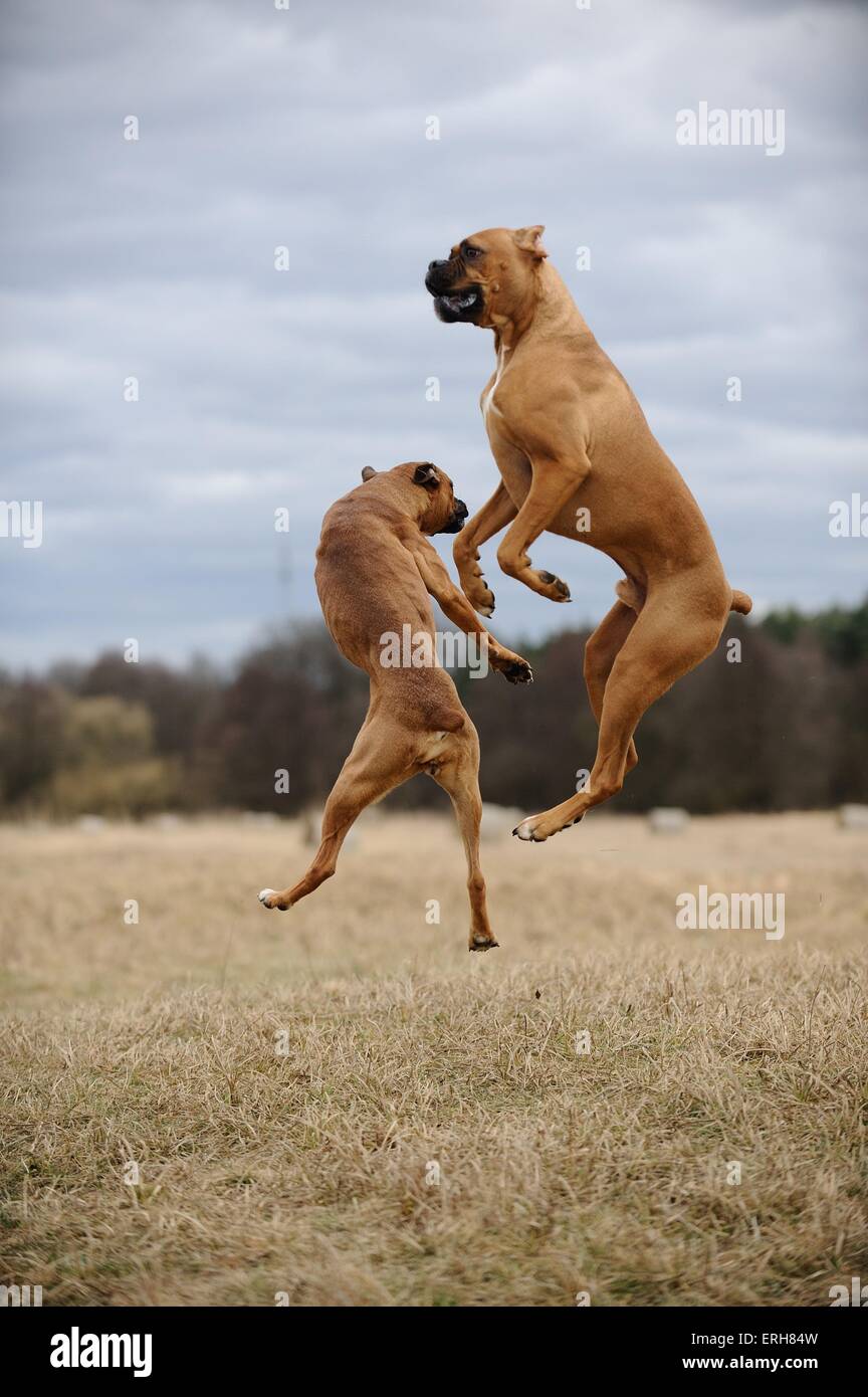 Jumping german boxer hi-res stock photography and images - Alamy