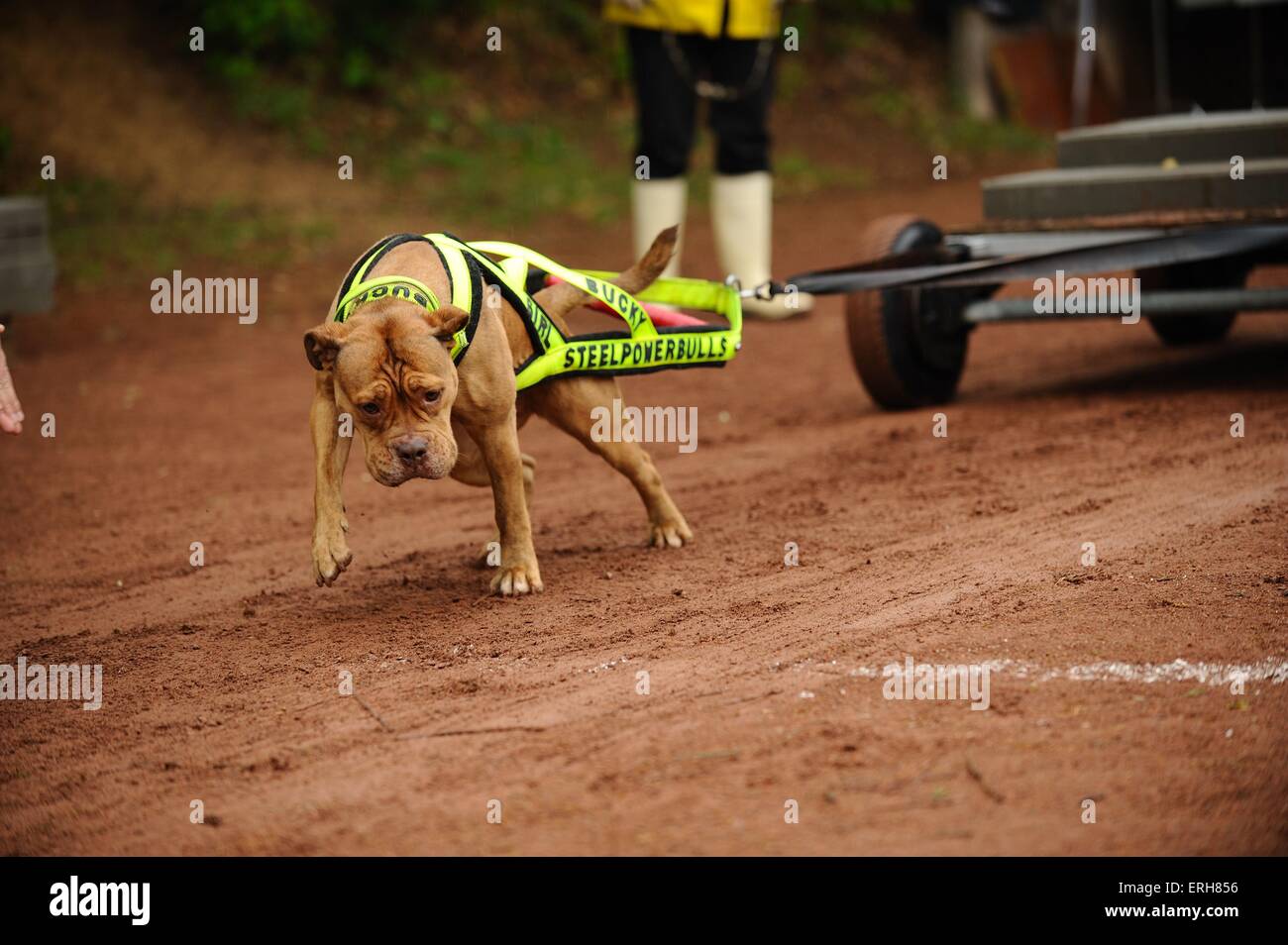 Weight pulling harness hi-res stock photography and images - Alamy