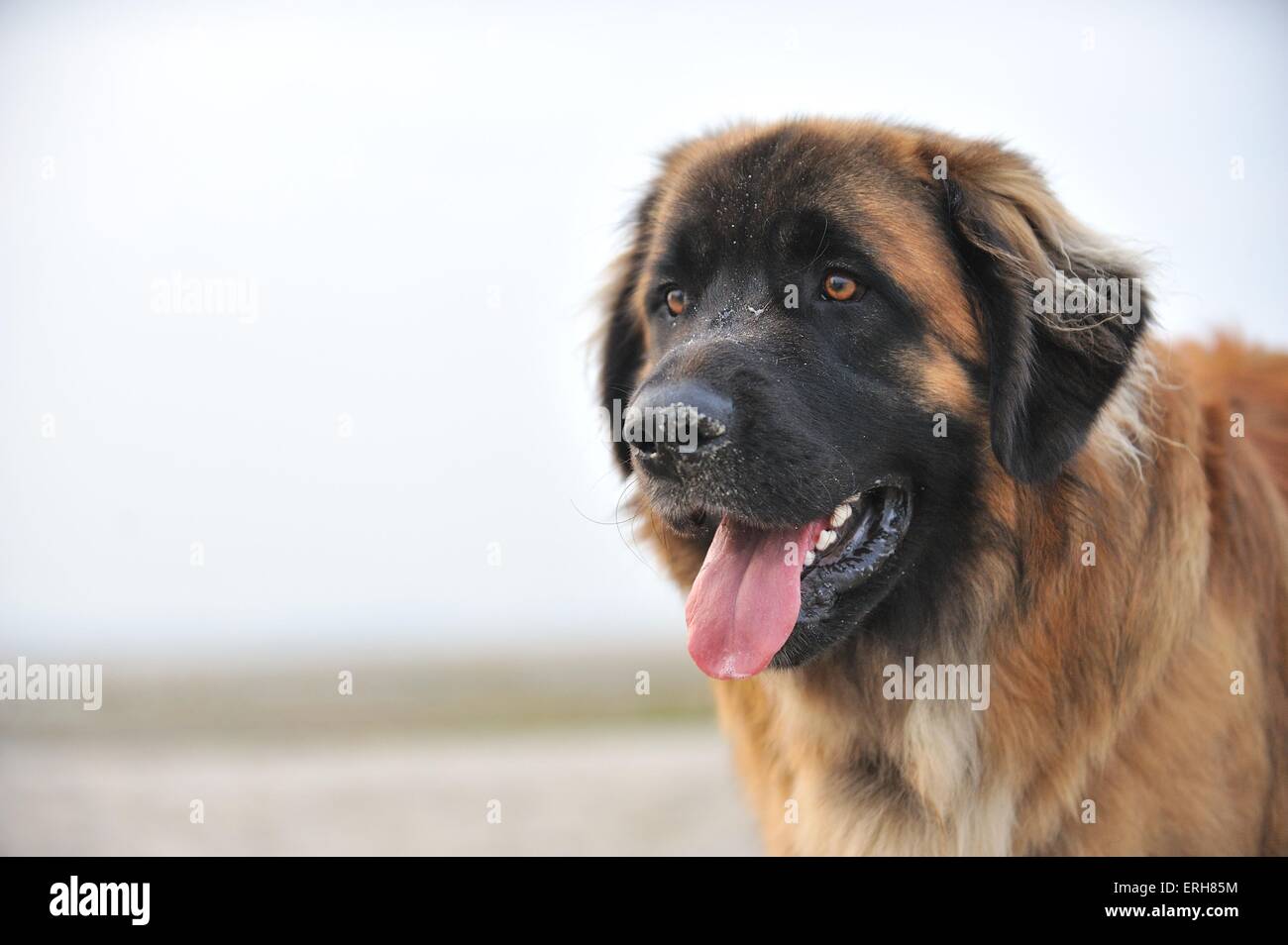 Portrait leonberger hi-res stock photography and images - Alamy