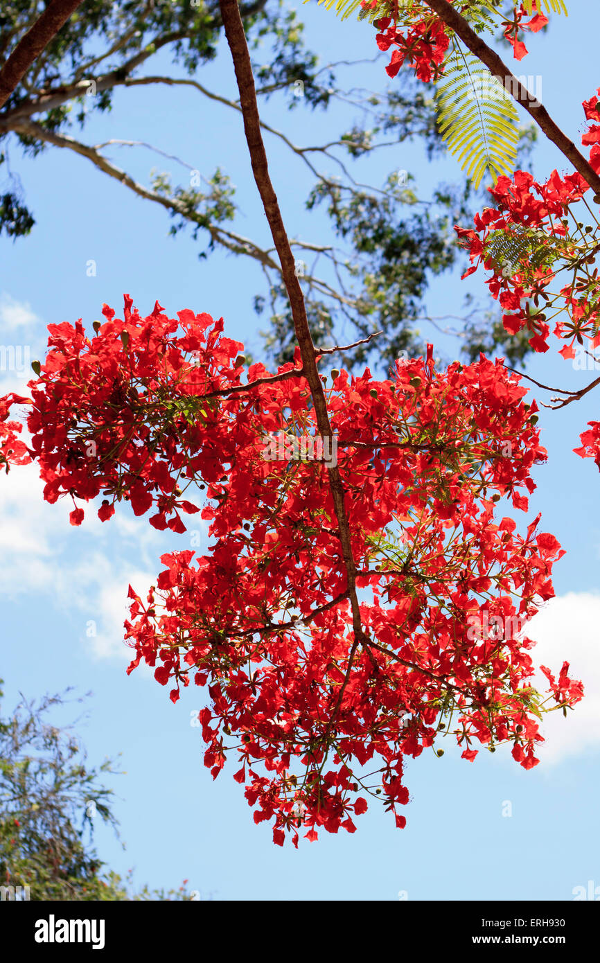 A bright red Flame Tree or Poinciana (Delonix regia) in the suburbs of ...
