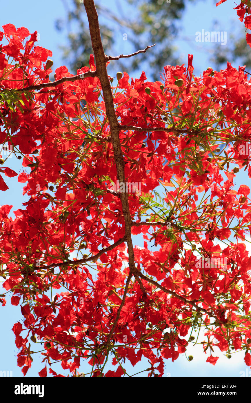 A bright red Flame Tree or Poinciana (Delonix regia) in the suburbs of ...