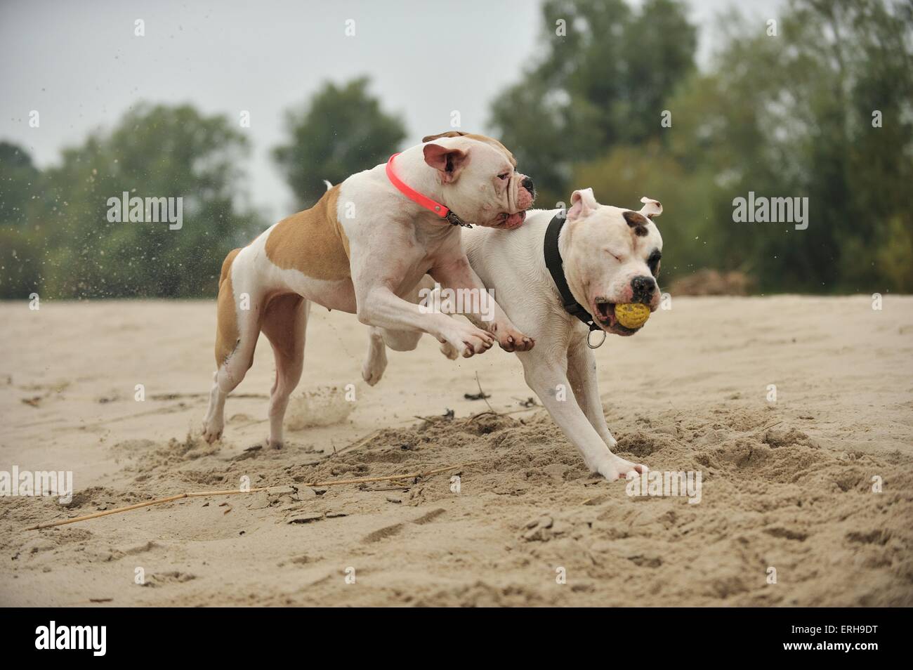 American bulldog ball hi-res stock photography and images - Alamy