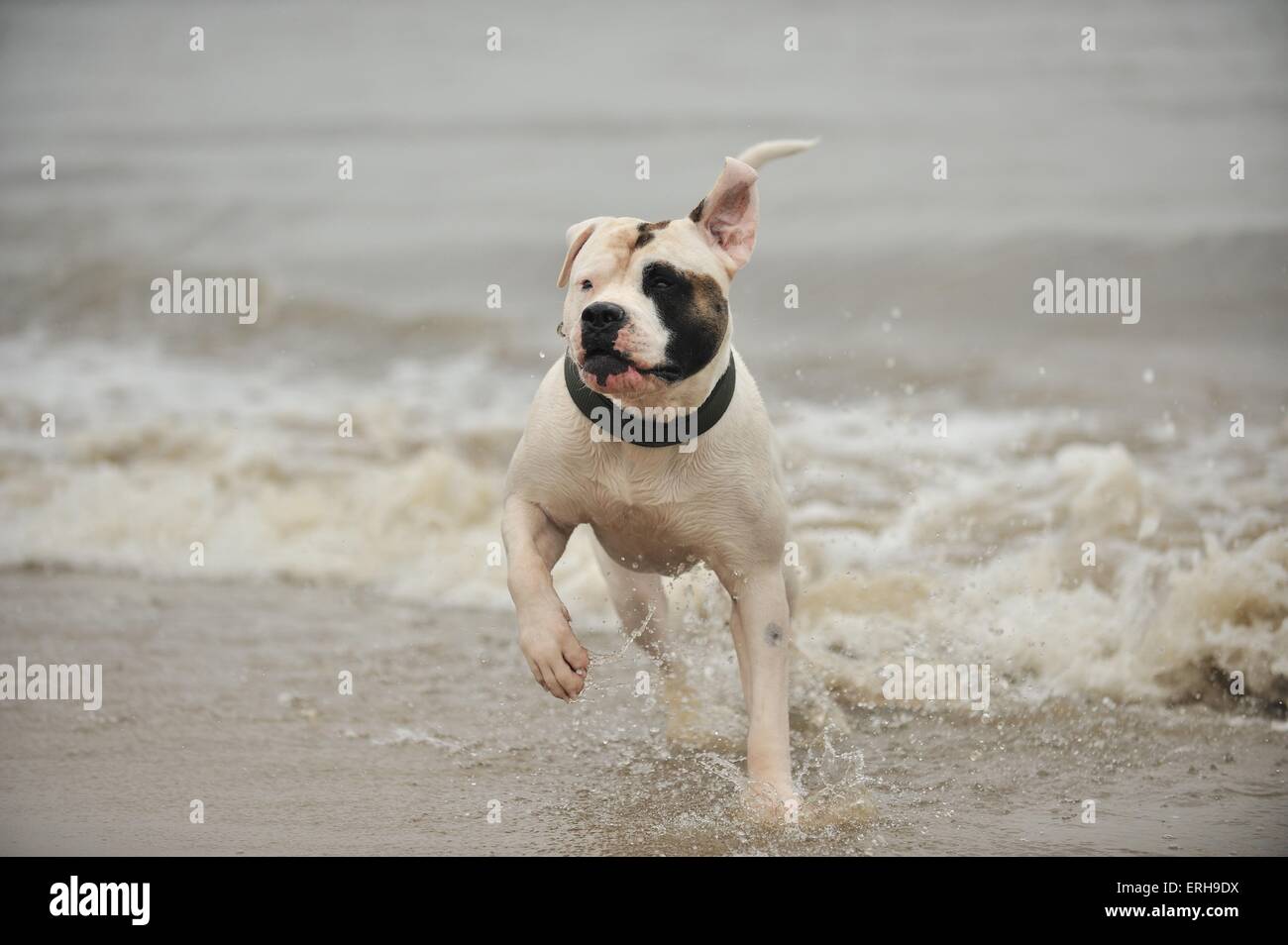 running American Bulldog Stock Photo - Alamy