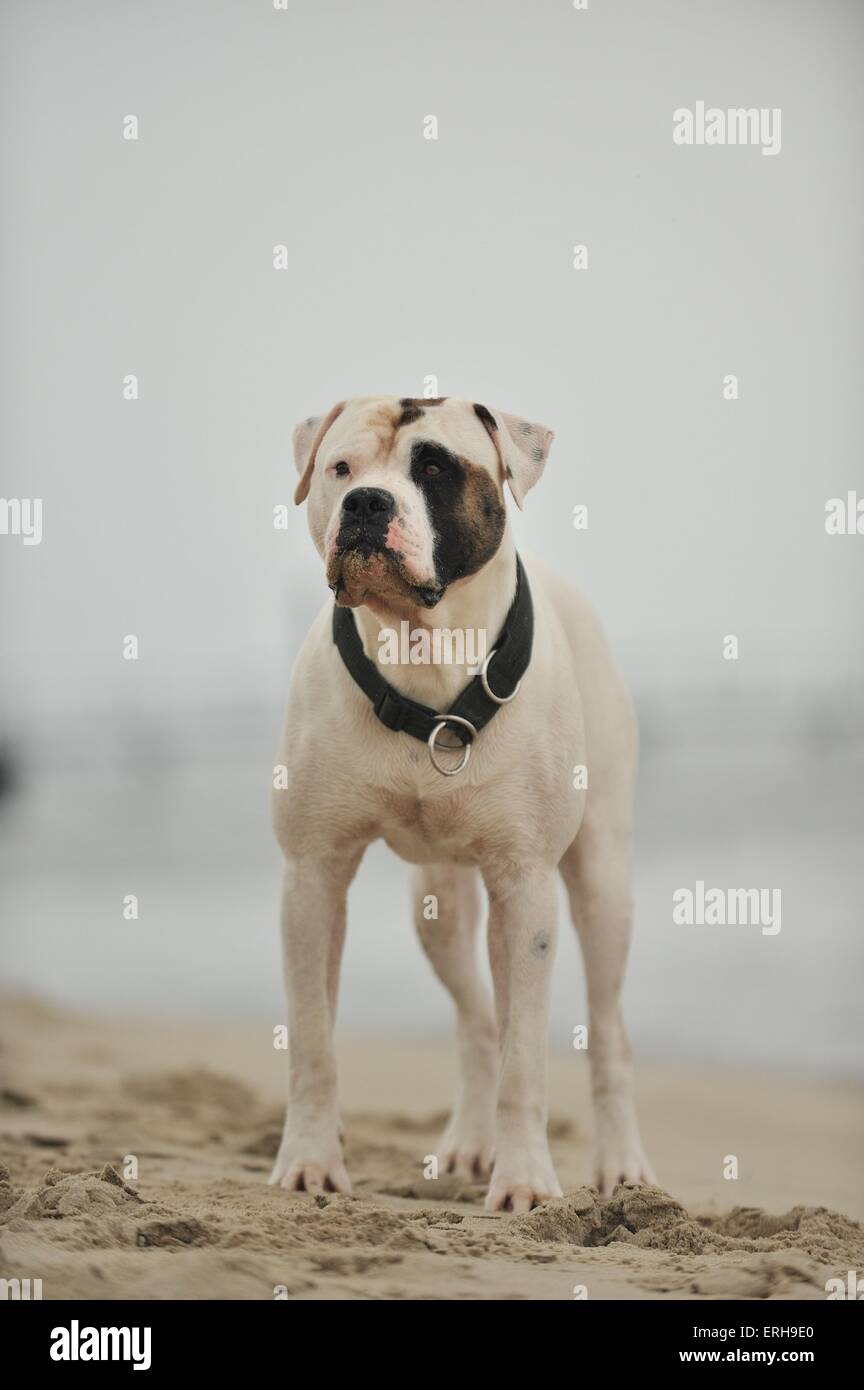 American Bulldog Water High Resolution Stock Photography and Images - Alamy