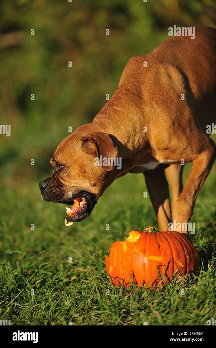 eating German Boxer Stock Photo - Alamy