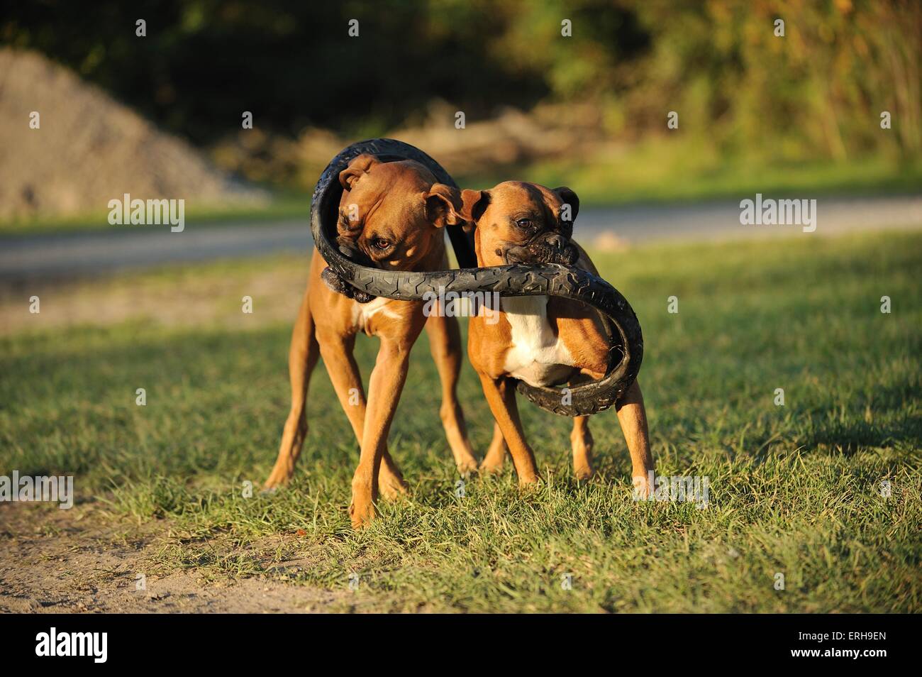 playing German Boxer Stock Photo - Alamy
