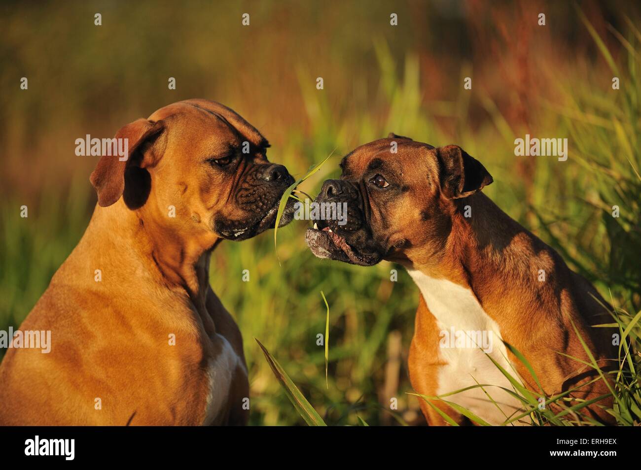 German Boxer Portrait Stock Photo - Alamy