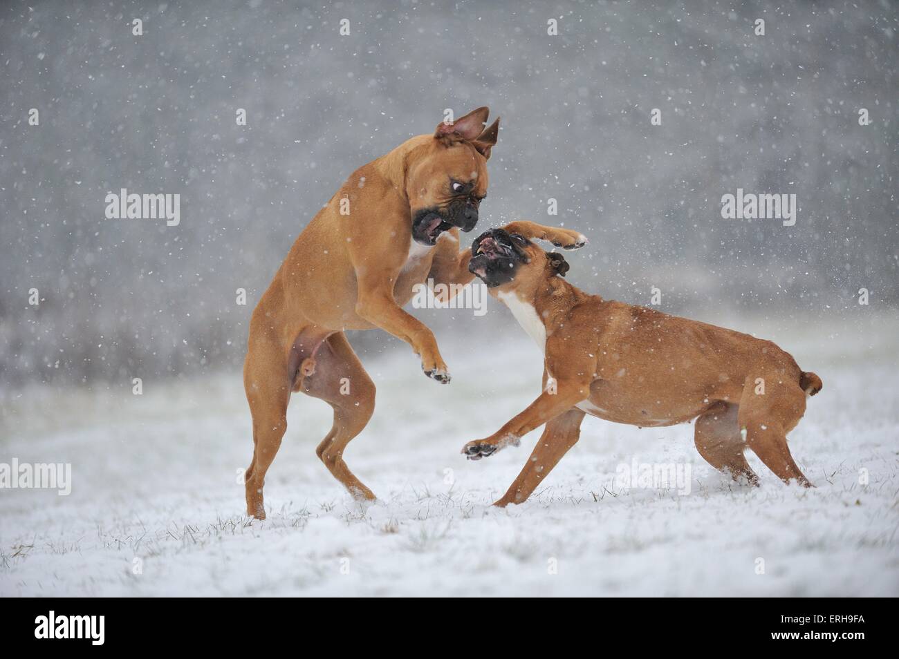 playing German Boxer Stock Photo - Alamy