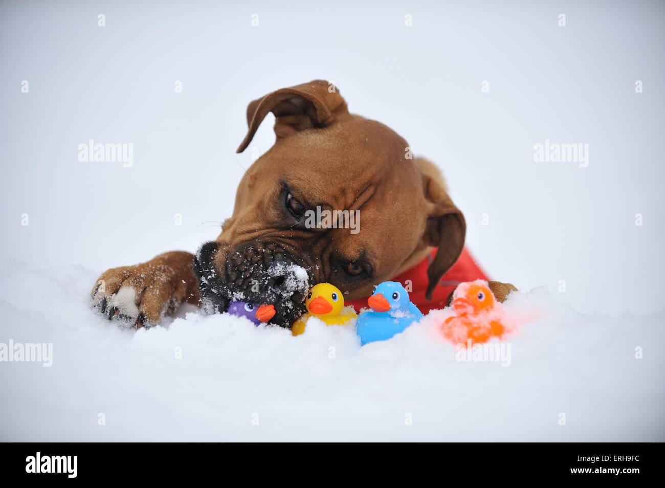 German duck breed hi-res stock photography and images - Alamy