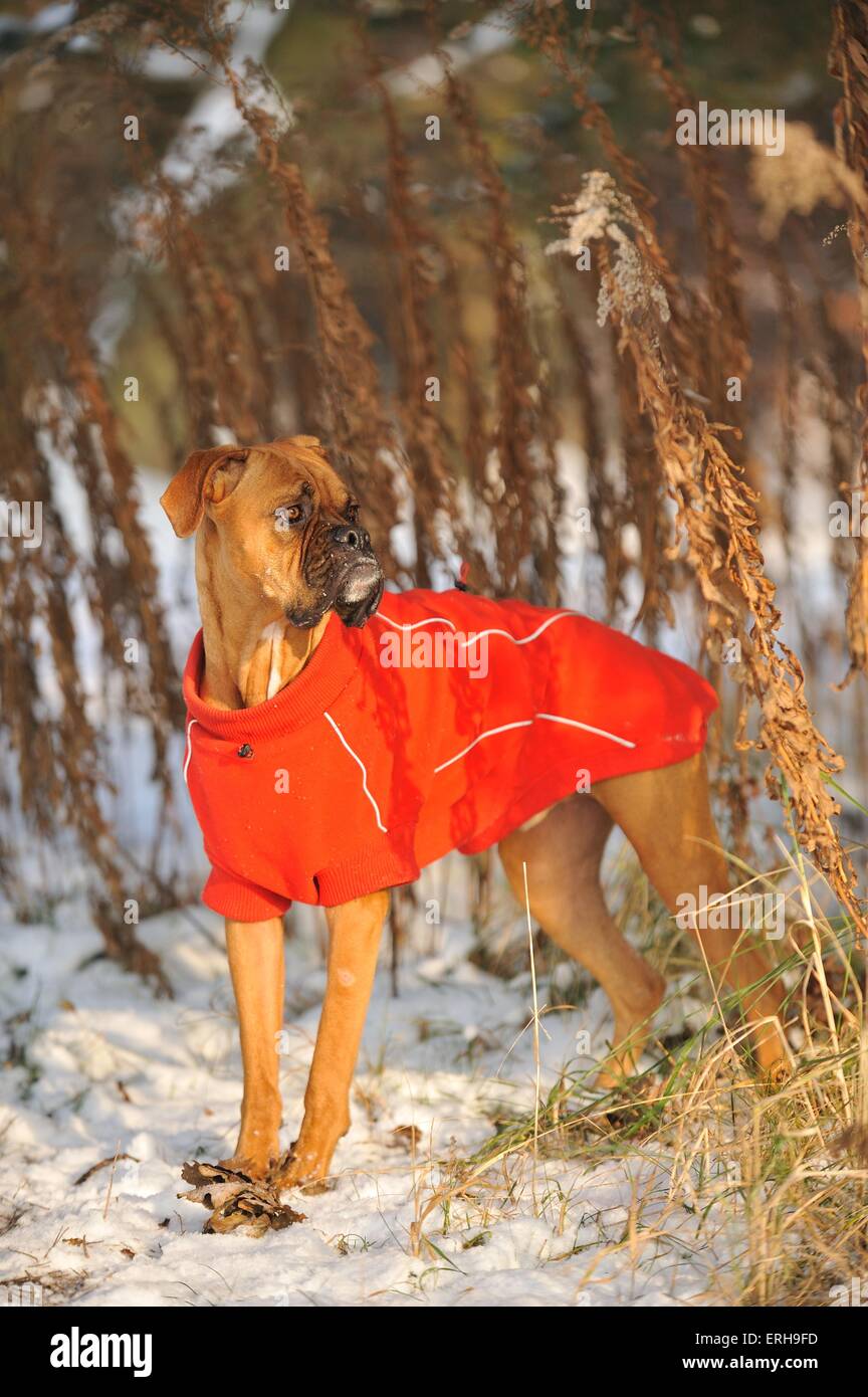 Dressed as boxer hi-res stock photography and images - Alamy