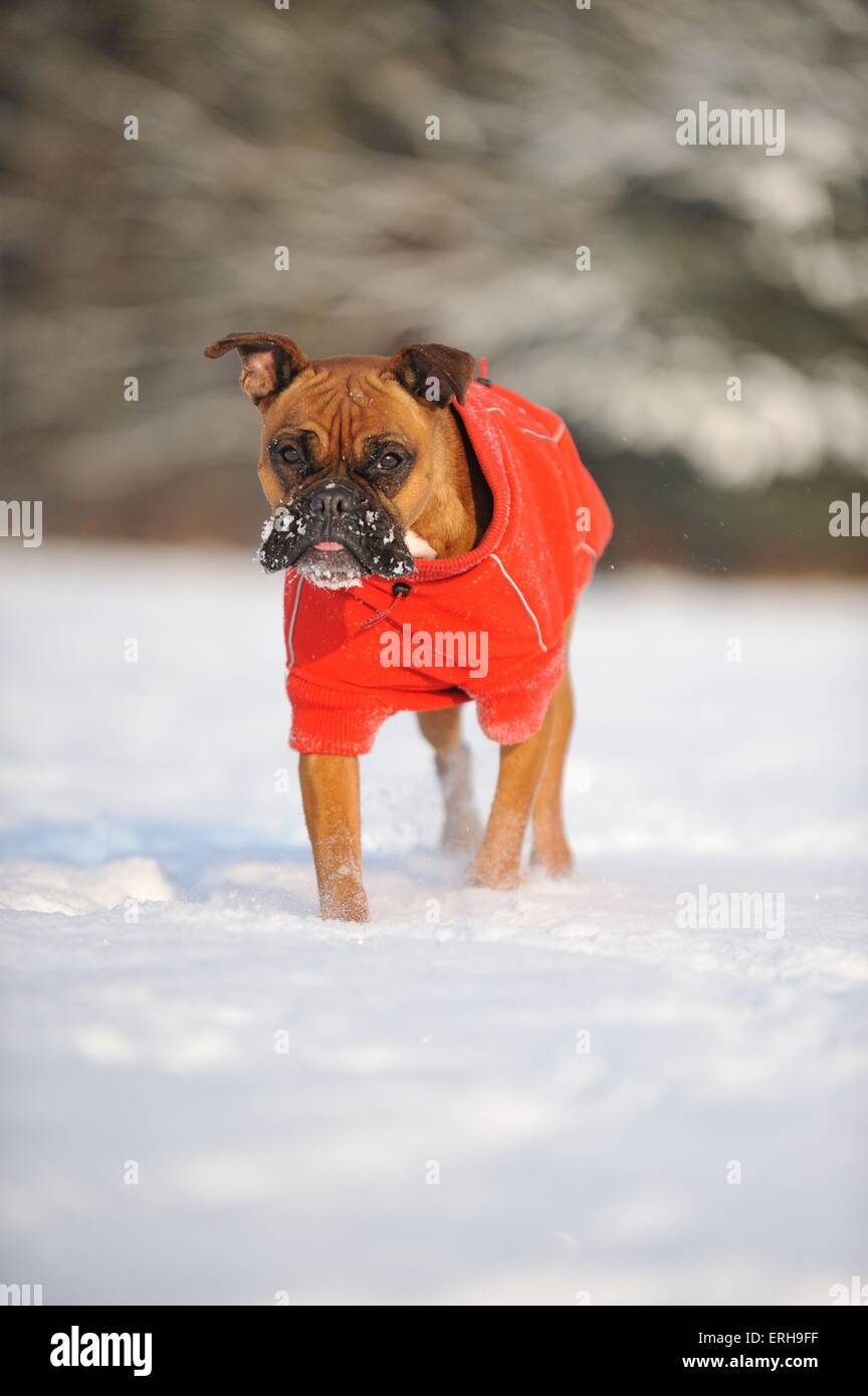 Dressed as boxer hi-res stock photography and images - Alamy
