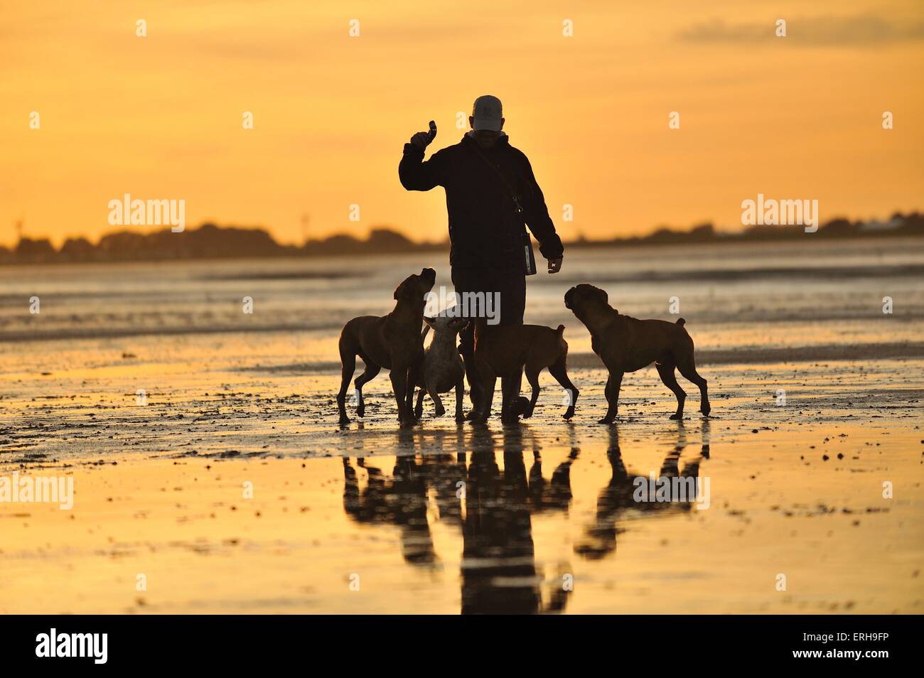 man with 4 dogs Stock Photo - Alamy