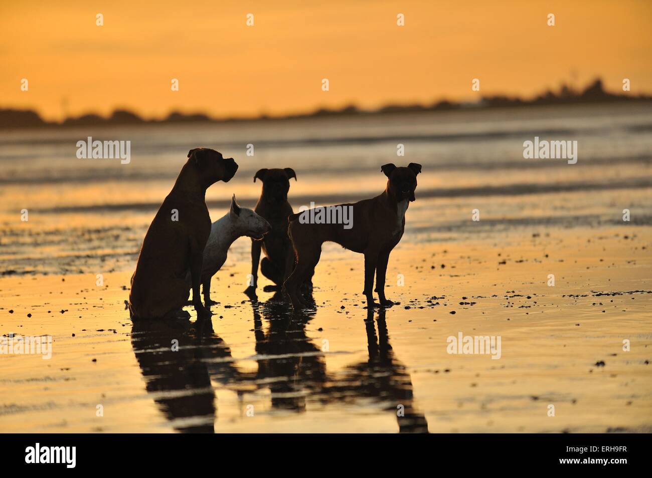Summer evening with dogs hi-res stock photography and images - Alamy