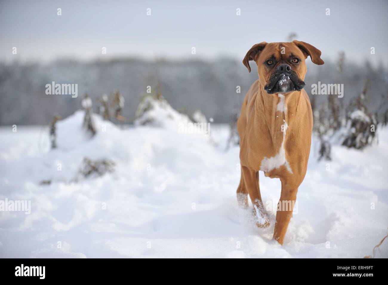 walking German Boxer Stock Photo - Alamy