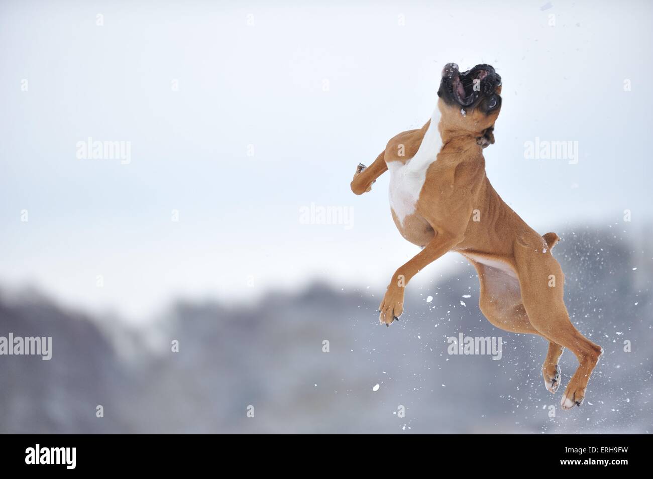 jumping German Boxer Stock Photo - Alamy