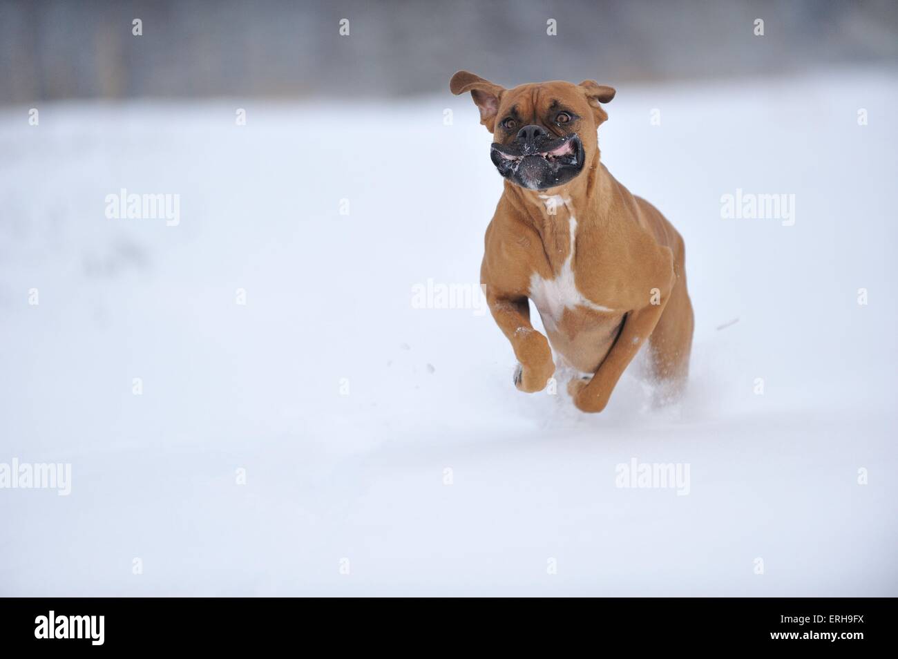 running German Boxer Stock Photo - Alamy