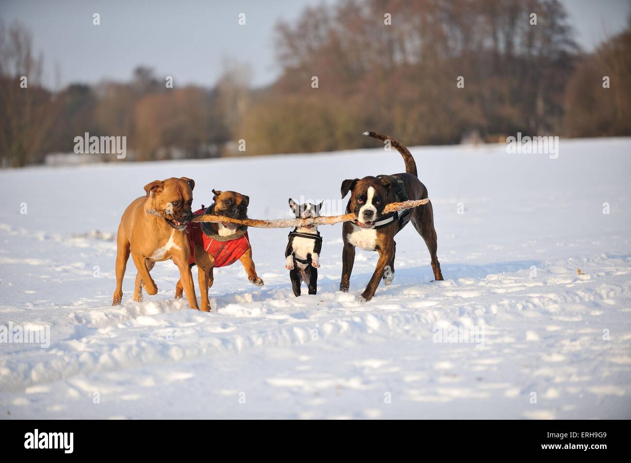 Four dogs snow hi-res stock photography and images - Alamy