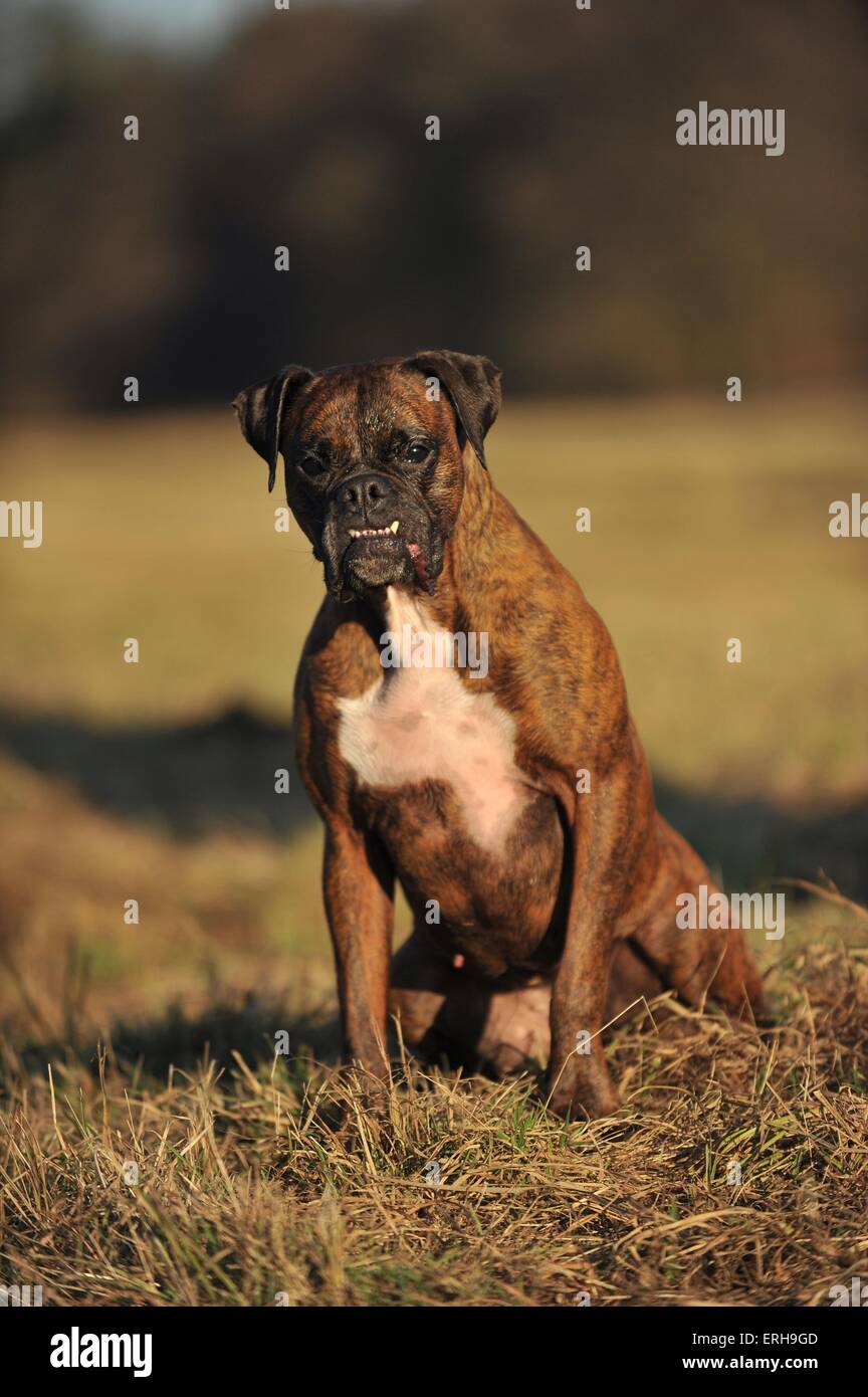 Adult german boxer hi-res stock photography and images - Alamy