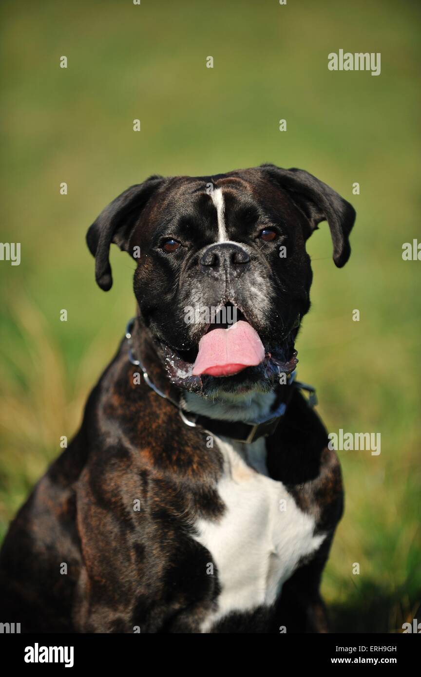 German Boxer Portrait Stock Photo - Alamy