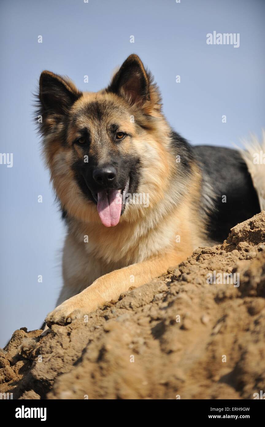 Old German Shepherd Stock Photo - Alamy