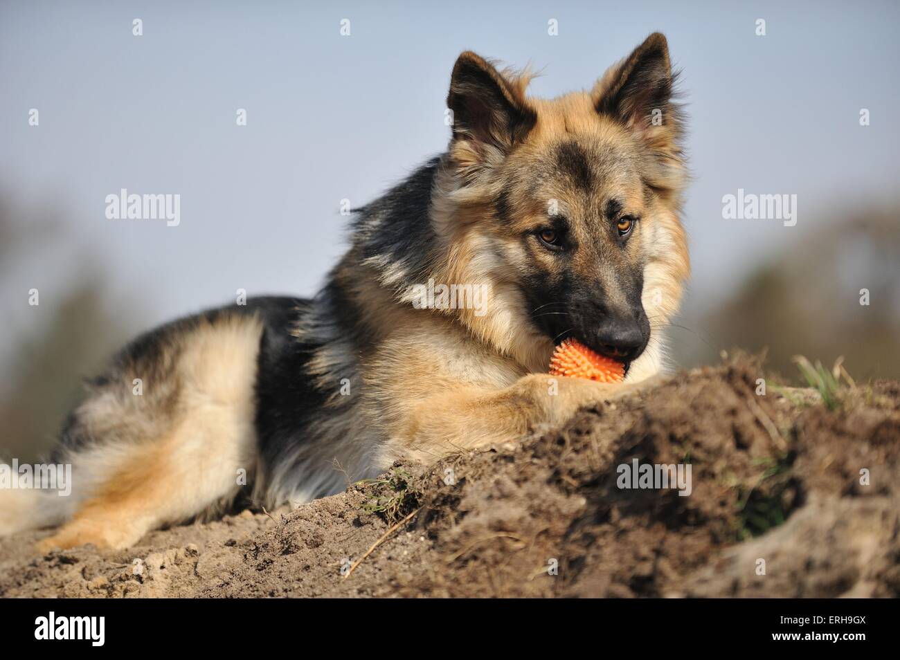Old German Shepherd Stock Photo - Alamy