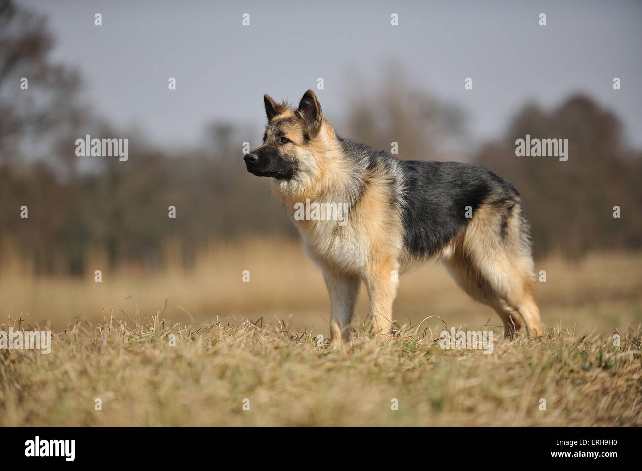 Old German Shepherd Stock Photo - Alamy
