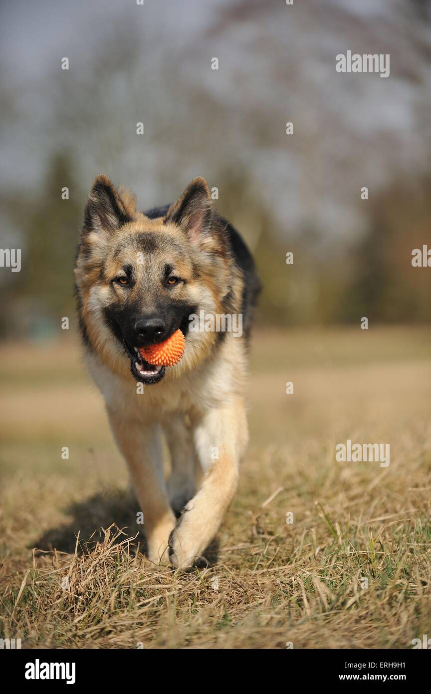 playing Old German Shepherd Stock Photo - Alamy