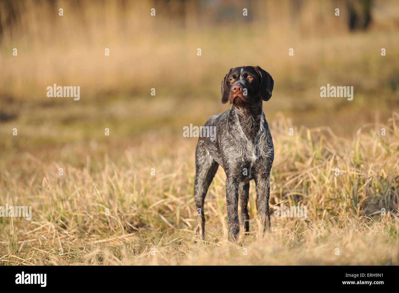 German wire haired pointers hi-res stock photography and images - Alamy