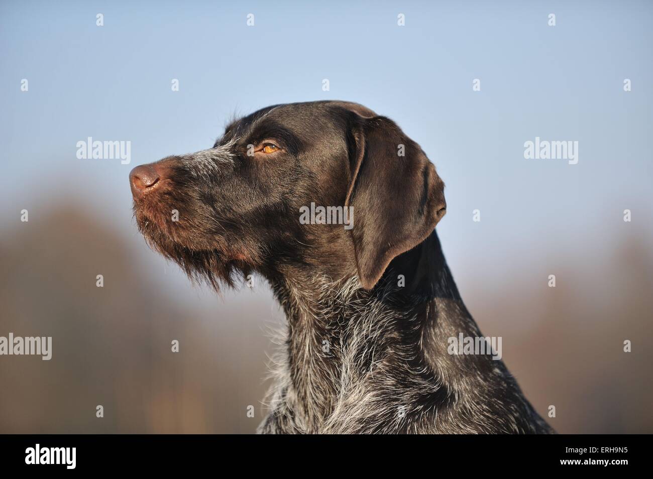 German Wire Haired Pointers High Resolution Stock Photography and ...
