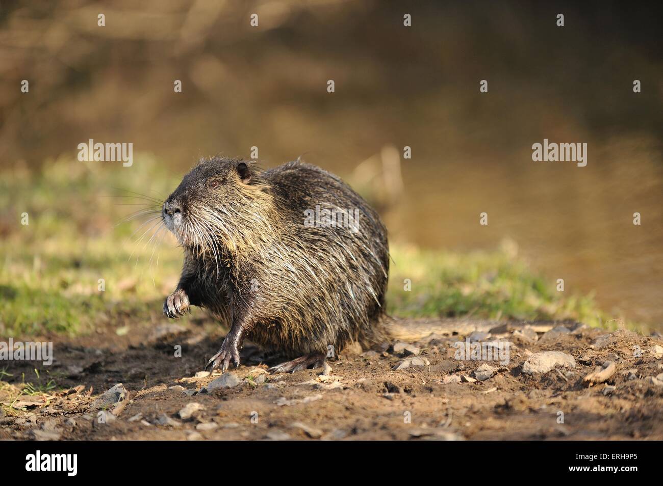 Coypu sun hi-res stock photography and images - Alamy
