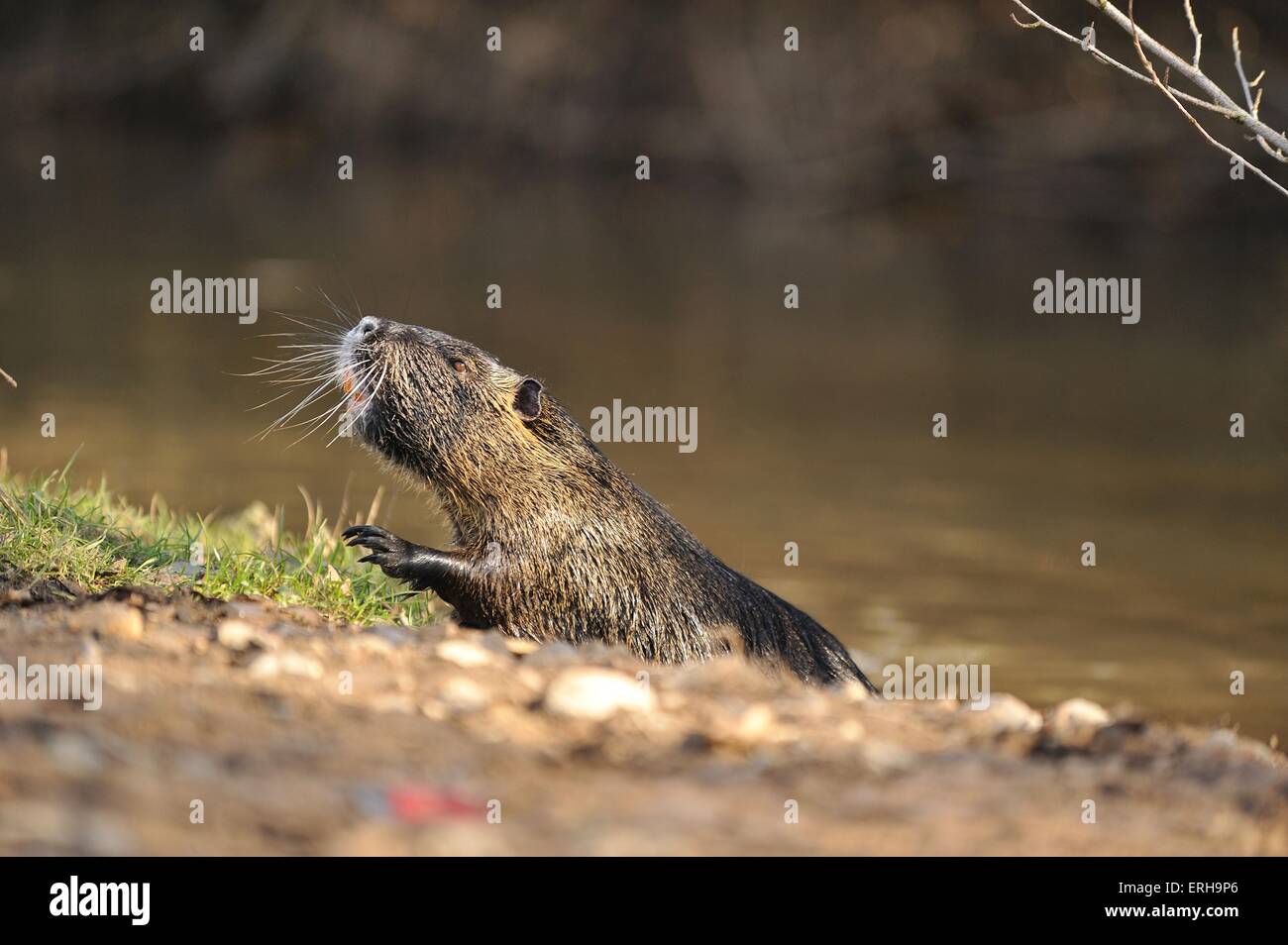 Coypu sun hi-res stock photography and images - Alamy