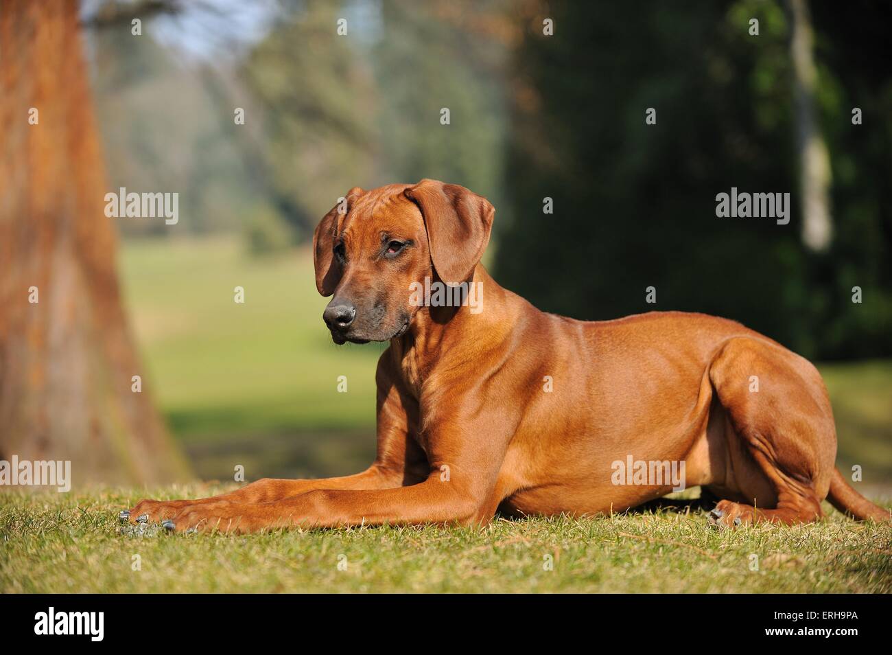 lying Rhodesian Ridgeback Stock Photo - Alamy